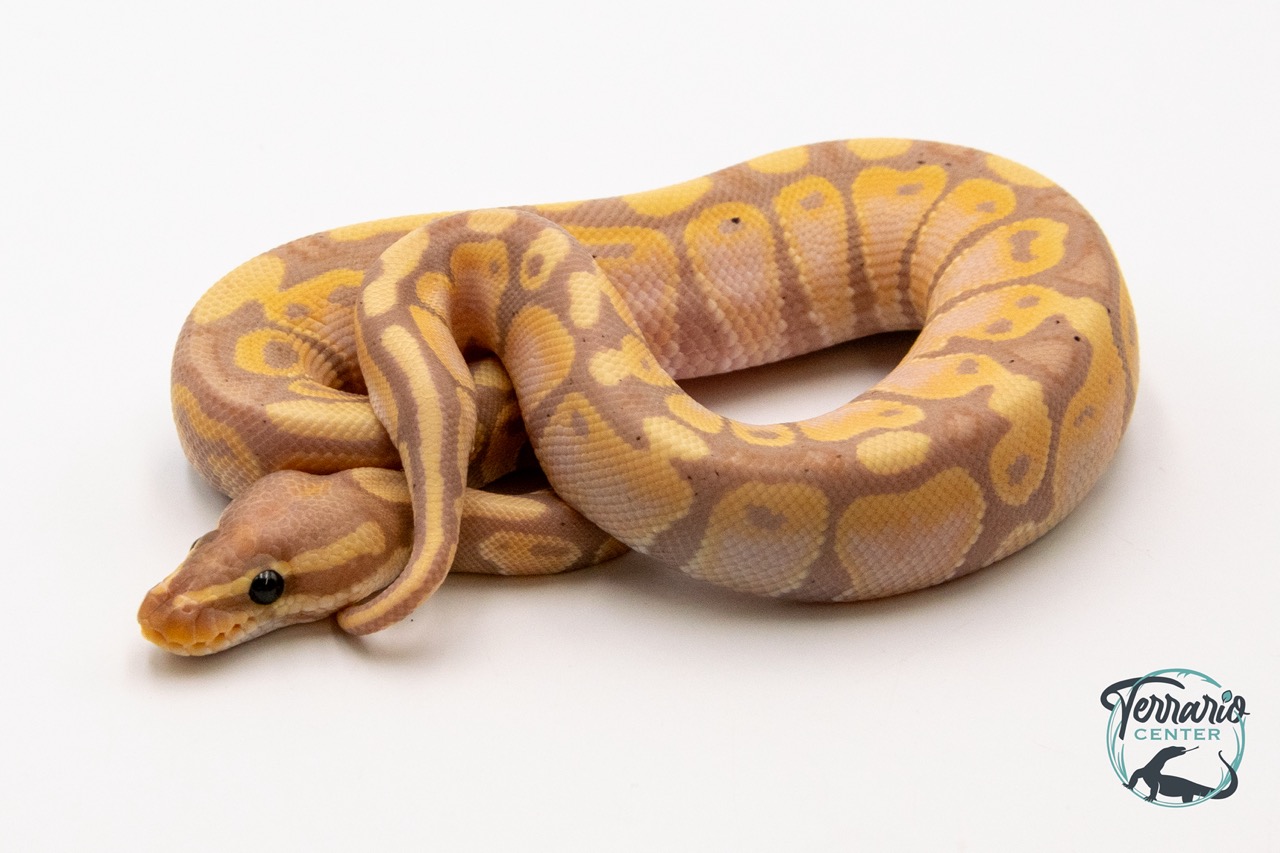 Python regius Banana