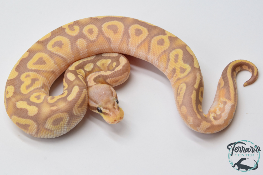 Python royal - Python regius Banana Pastave