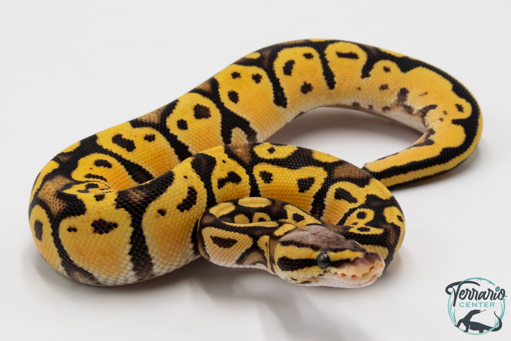 Python royal - Python regius Pastel Orange Dream