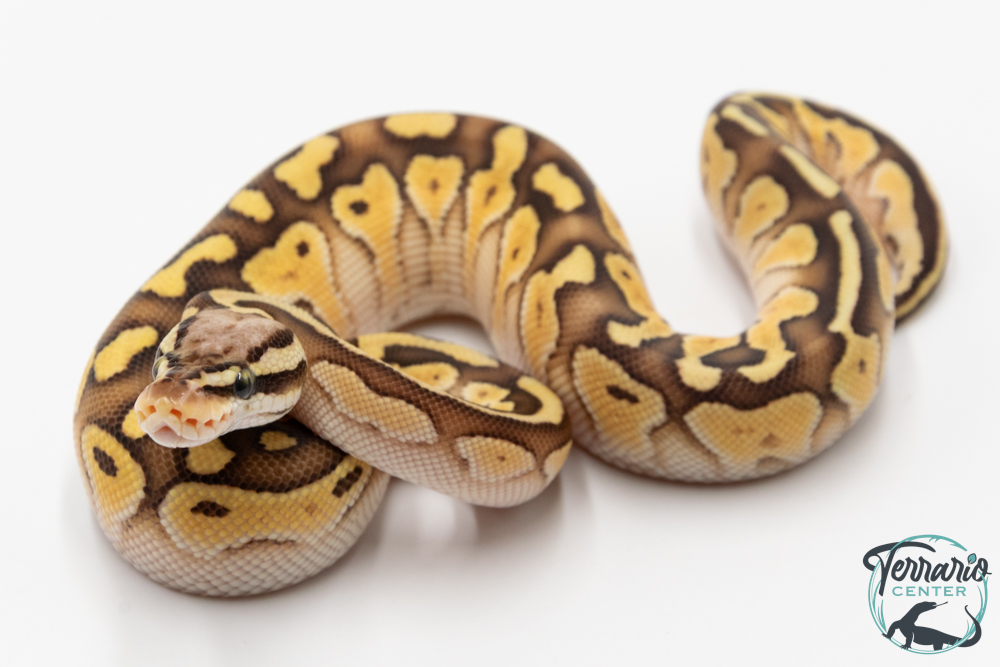 Python regius Butter Pastel