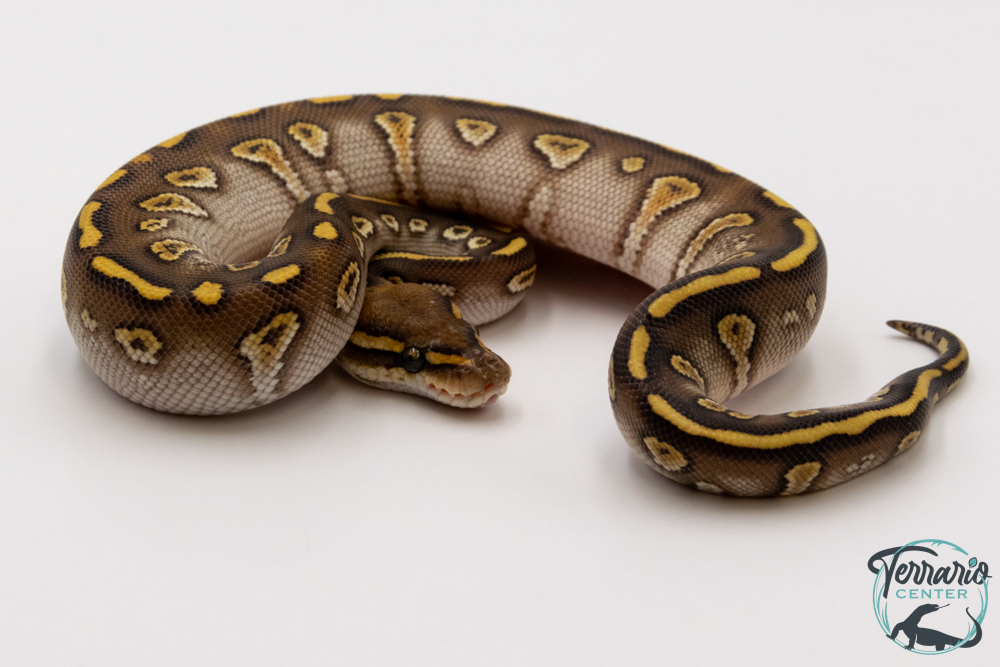 Python regius Enchi Fire