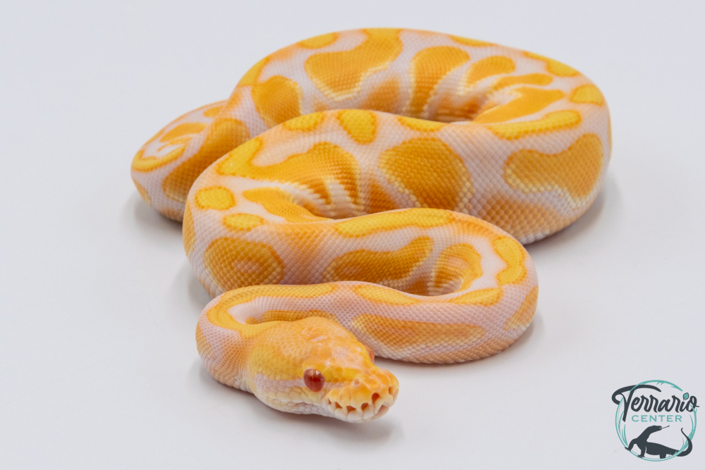 Python regius Albinos Black Pastel Mahogani