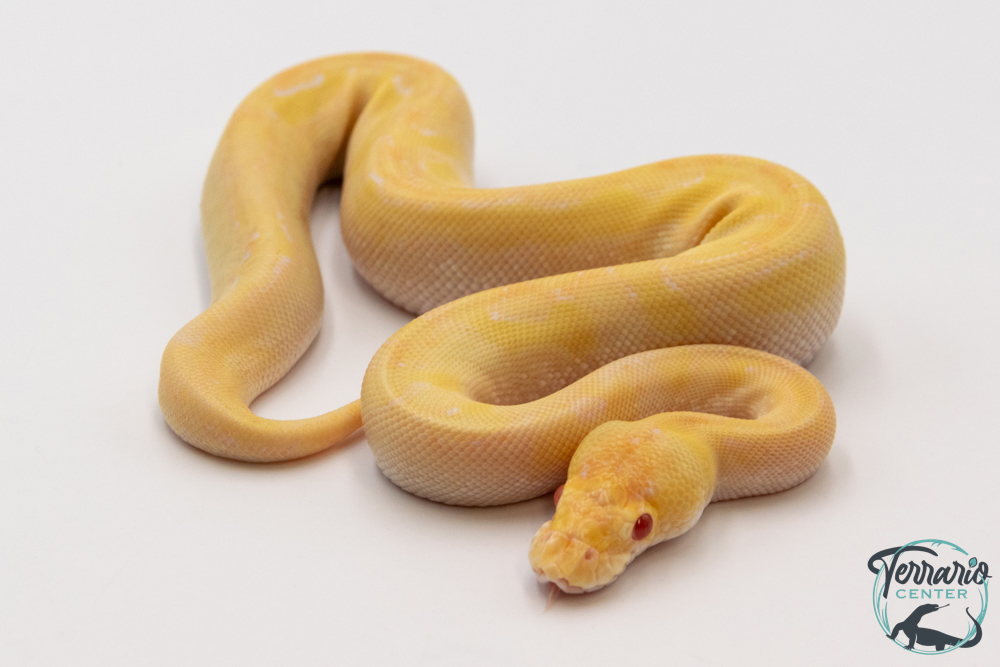 Python regius Albinos
