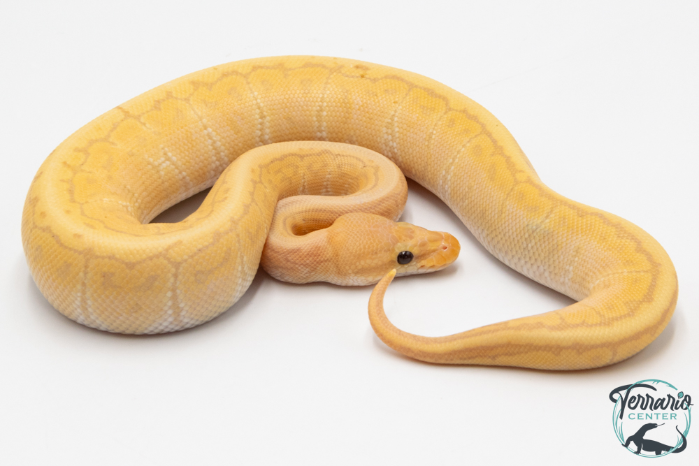Python regius Banana Pinstripe