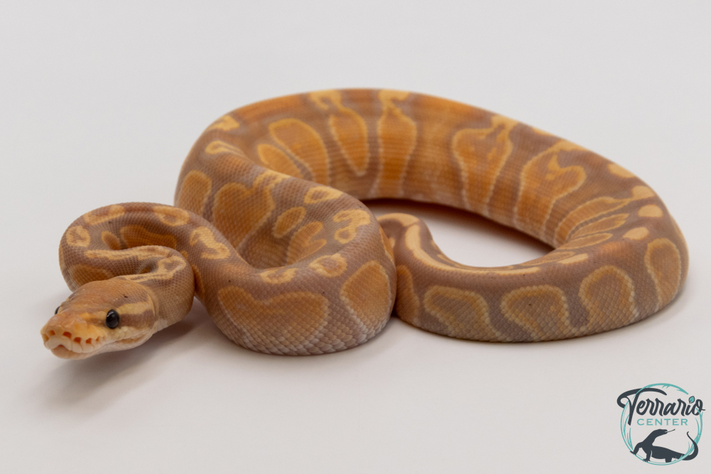 Python regius Super Banana GHI