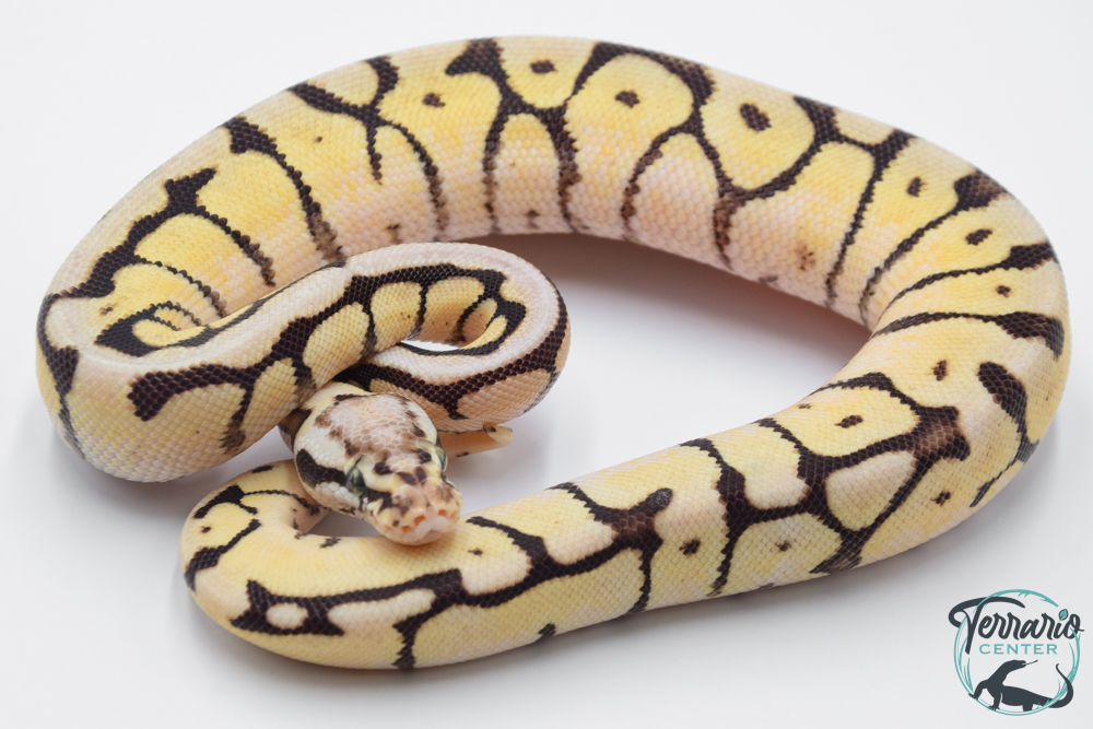 Python royal - Python regius Bumblebee Yellow Belly