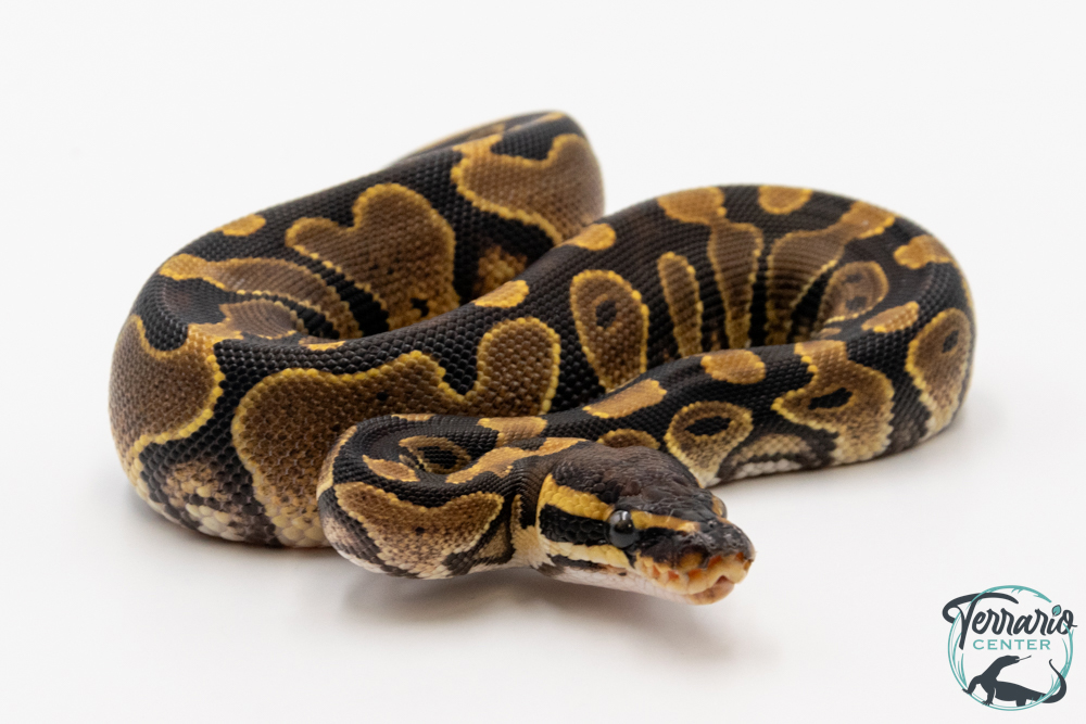 Python regius Yellow Belly