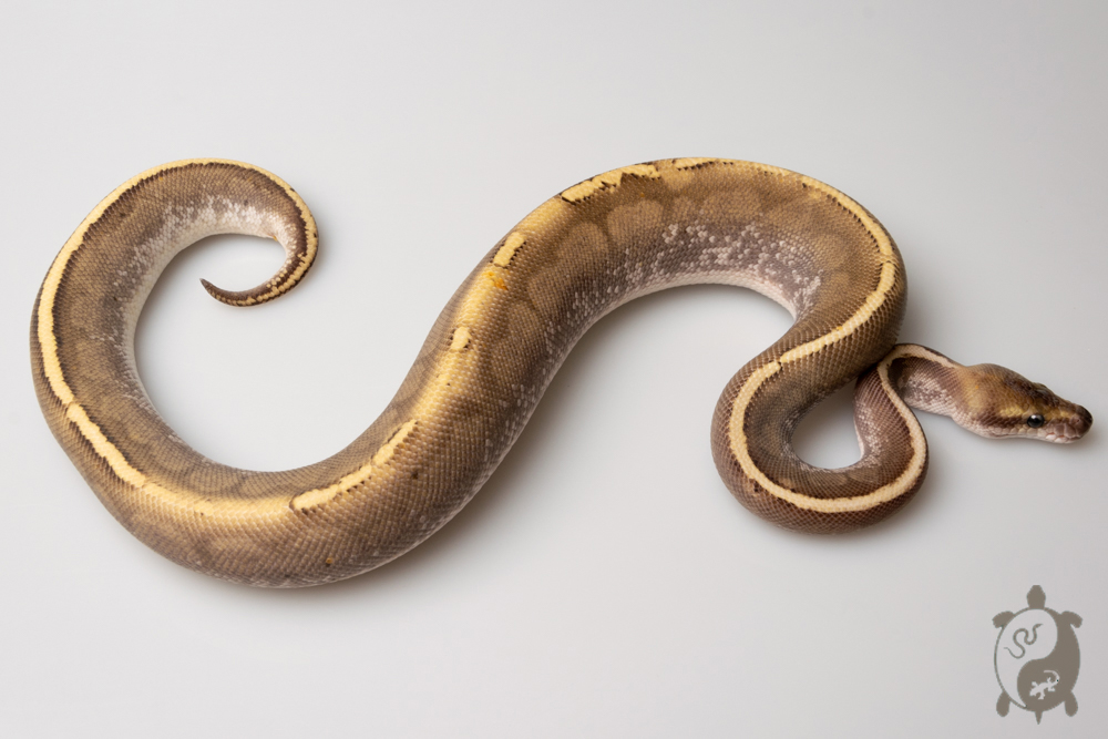 Python regius Bamboo Mahogany