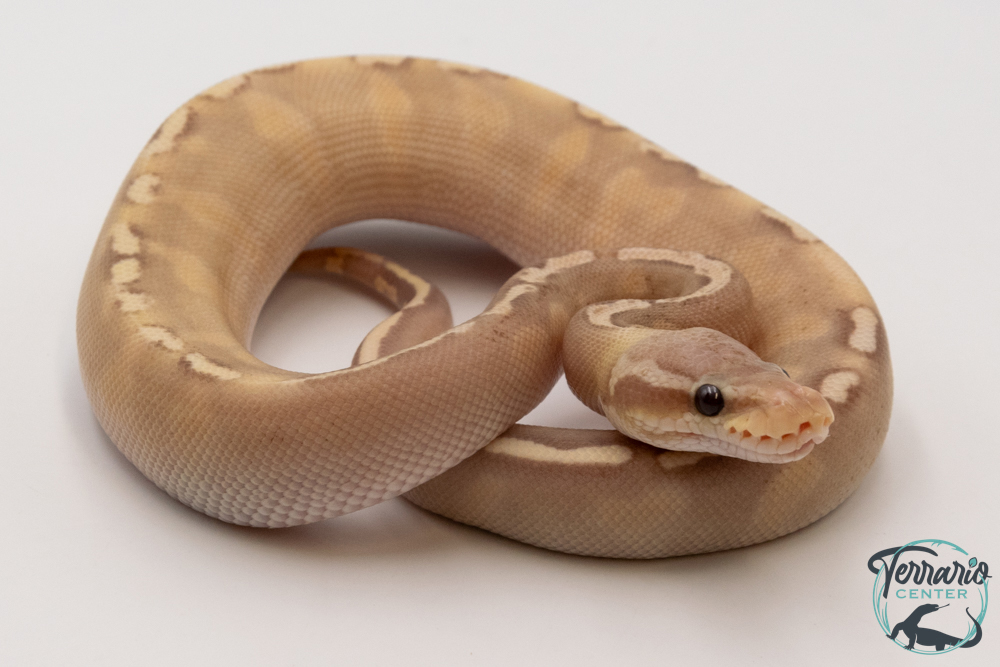 Python royal - Python regius Banana Pastave GHI