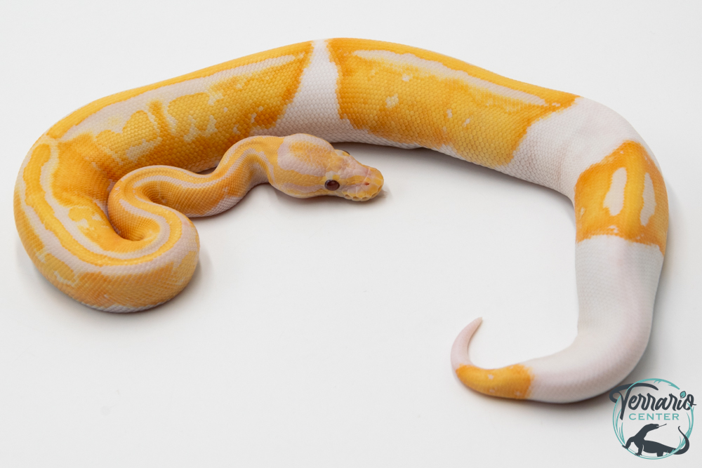 Python regius Piebald lavender Albino - Dreamsicle