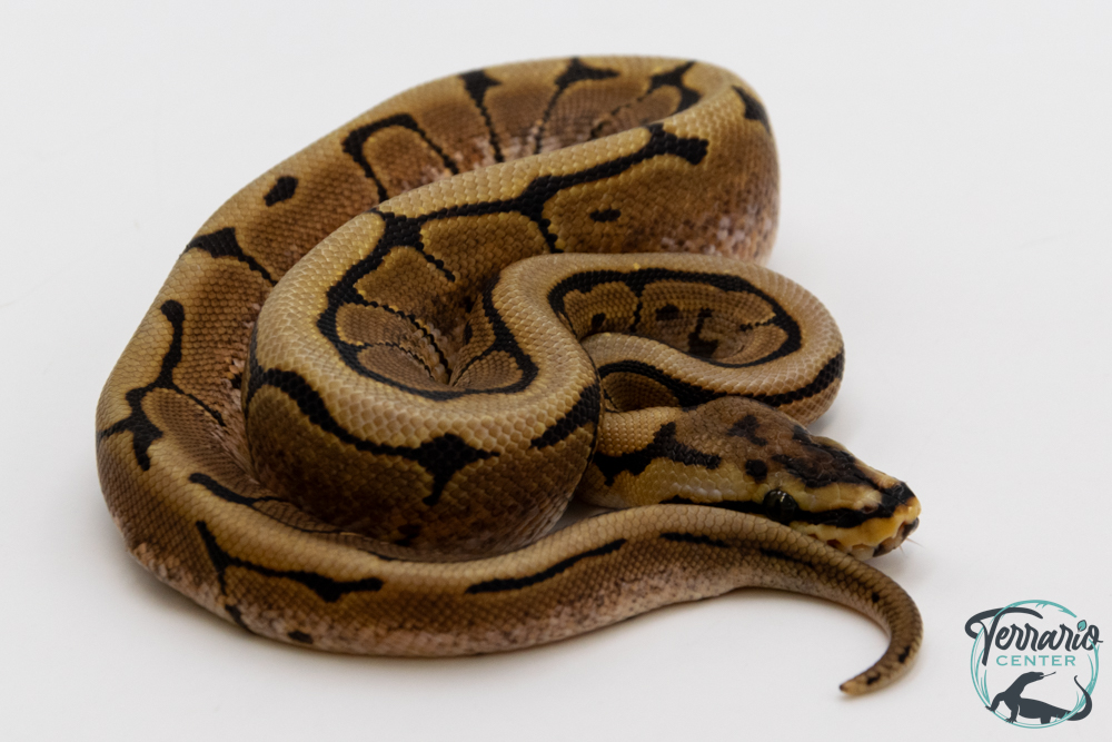 Python regius Spider