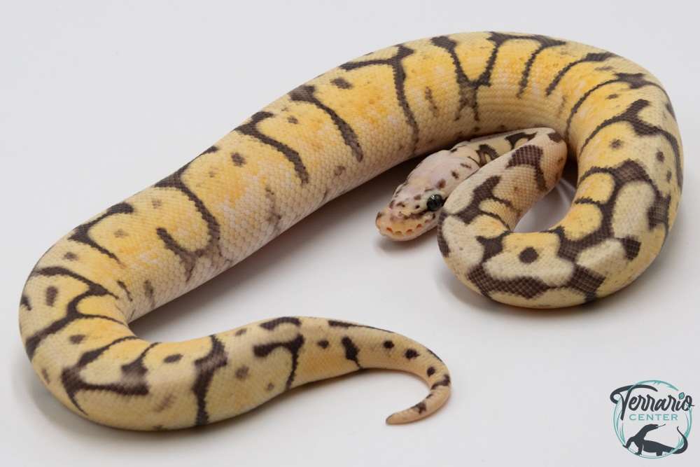 Python regius Killer Bee