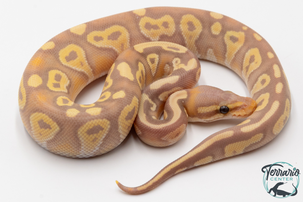 Python regius Banana Mojave