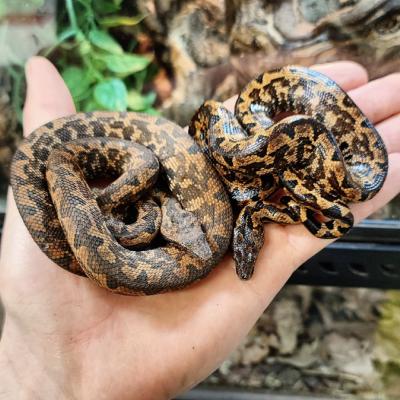 Candoia Paulsoni - Le boa du Pacifique