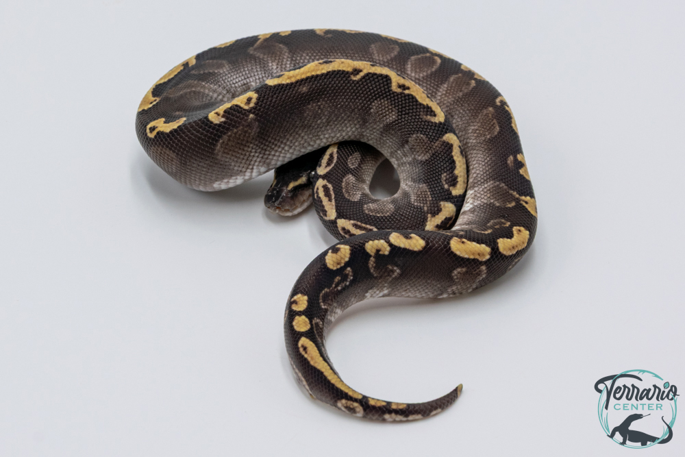 Python royal - Python regius Ghi Mojave
