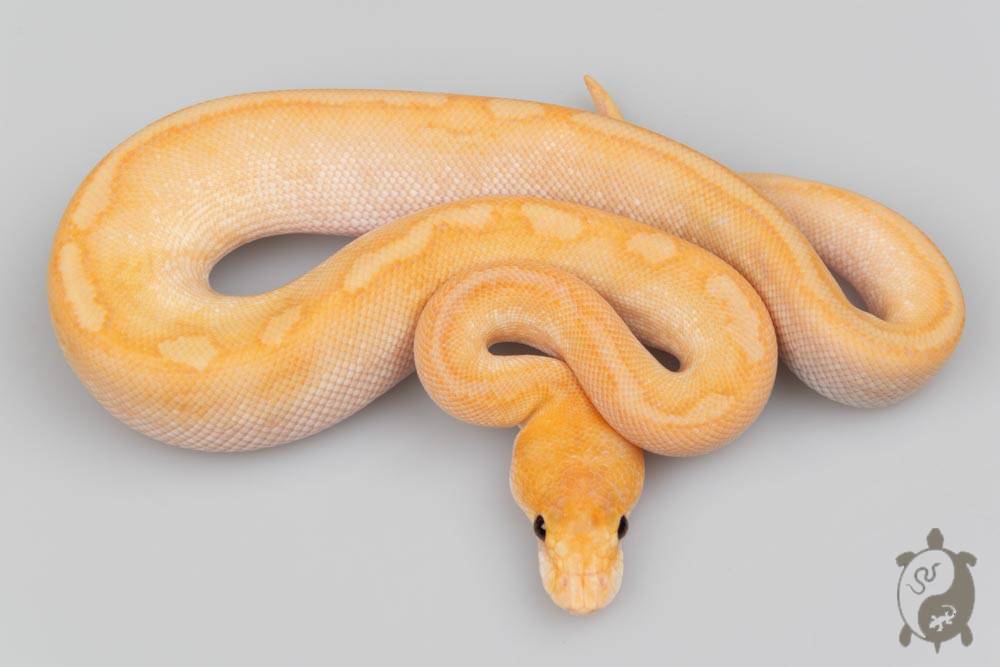 Python regius Banana Champagne