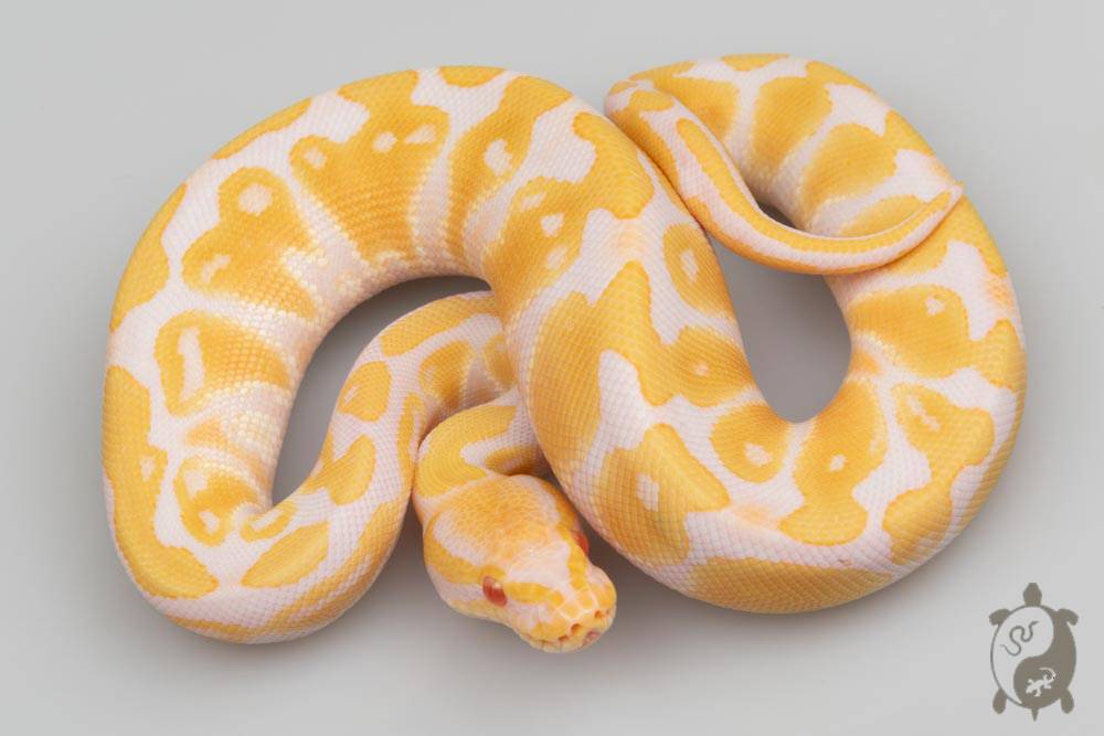 Python regius Albinos