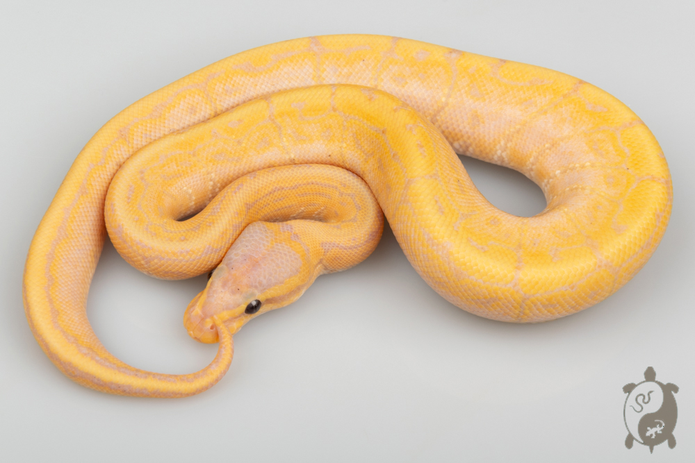 Python regius - Python royal Boutique Terrario Center