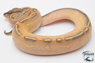 Python regius Highway