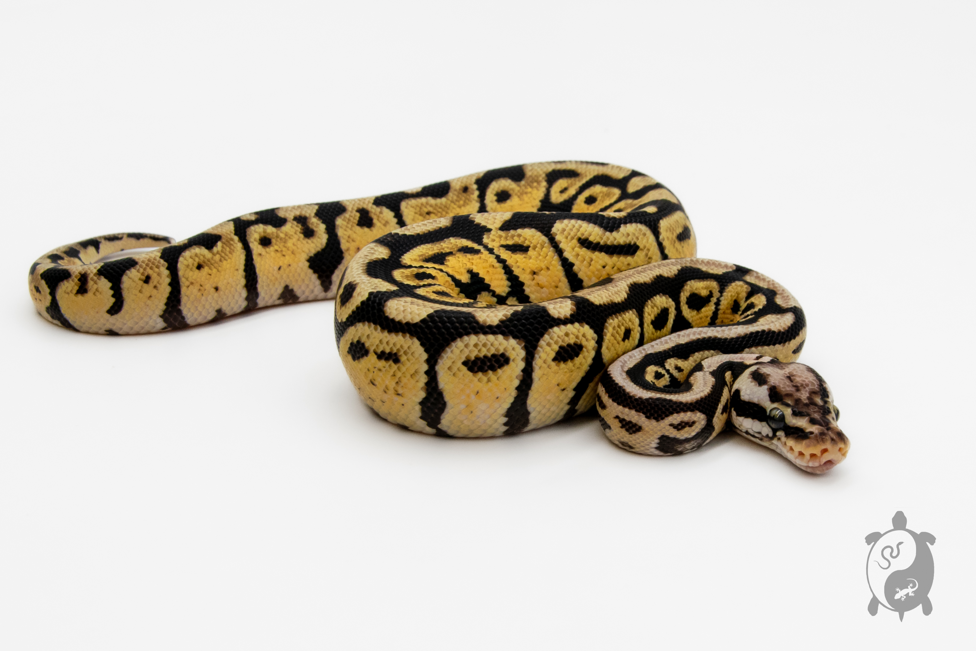 Python regius Pastel Spotnose