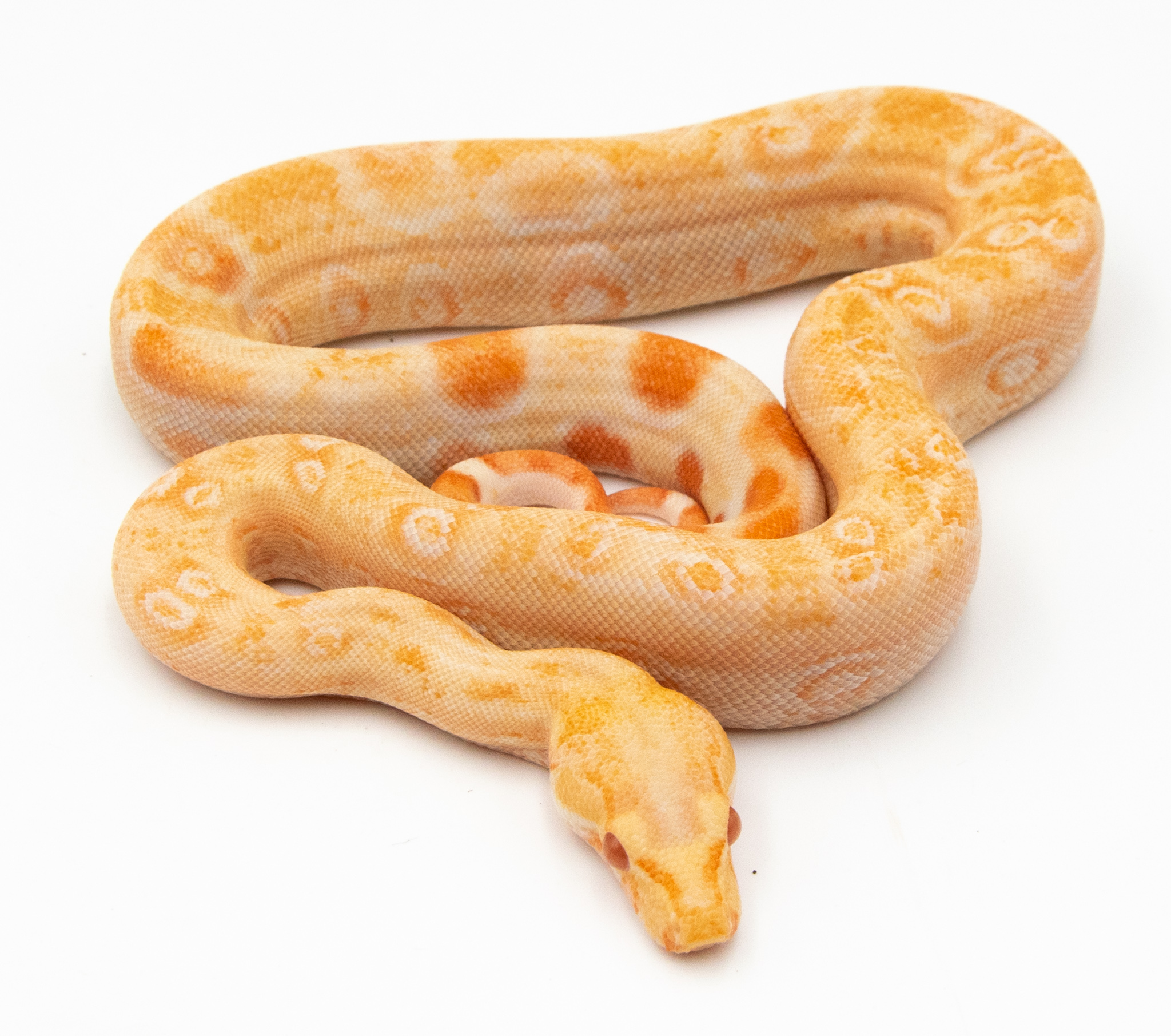 Boa constricteur - Boa imperator Albinos Léopard