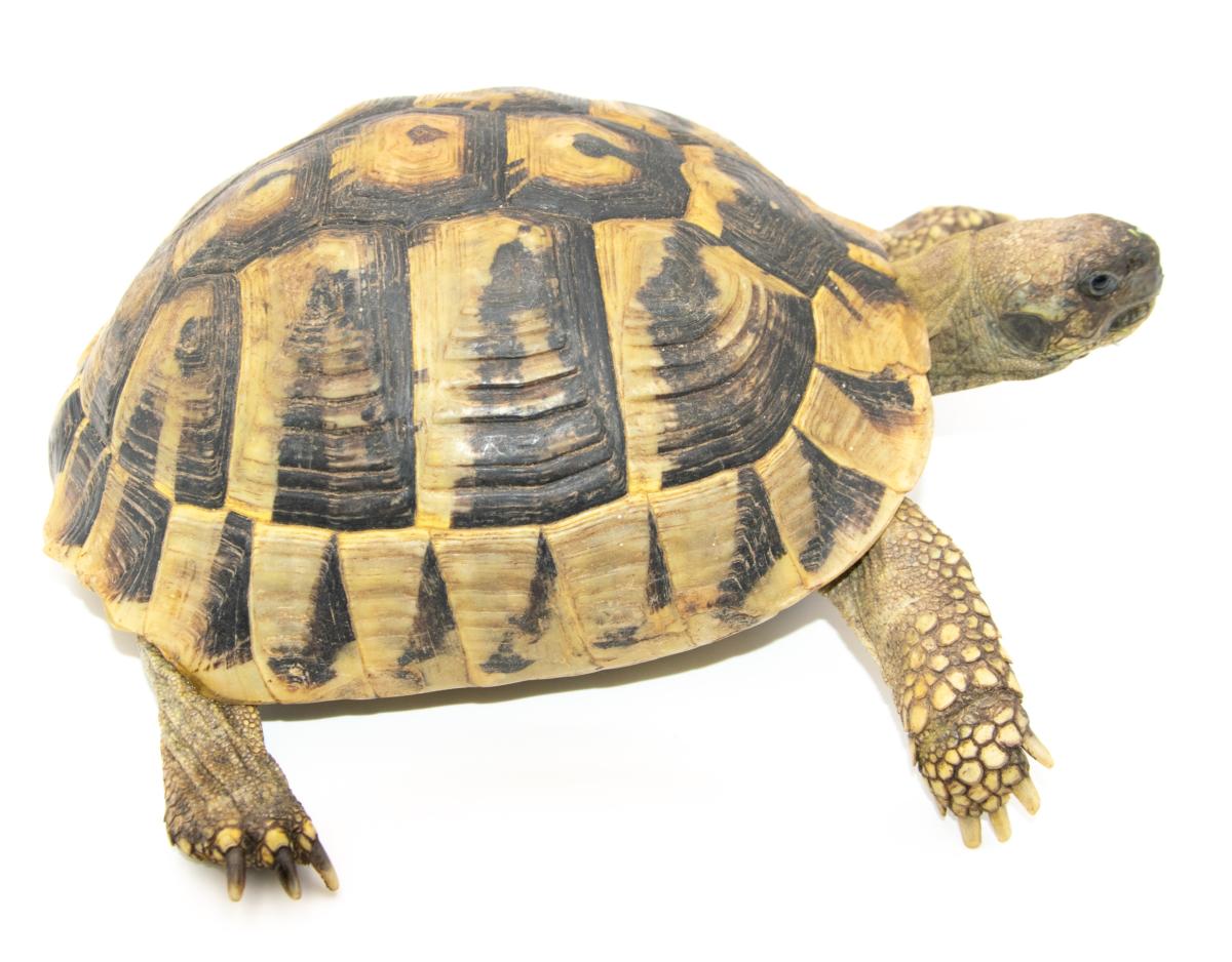Testudo hermanni boettgeri femelle 17-19cm