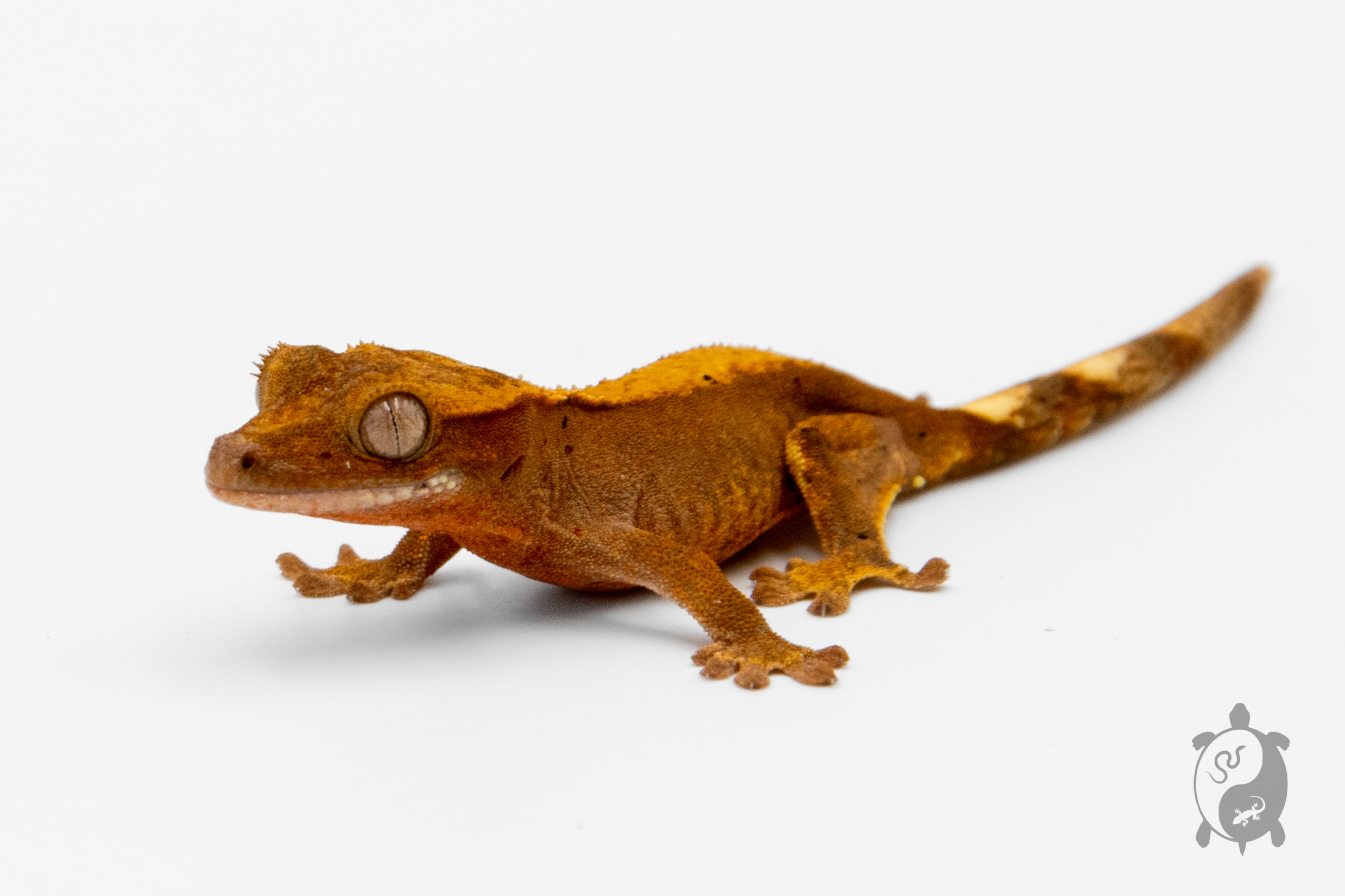 Correlophus ciliatus - Gecko à crête - Juvénile 07 - NC 2022 ...