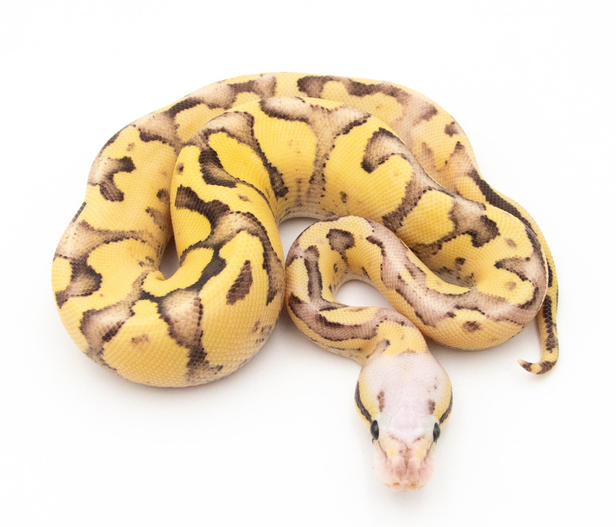 Python royal - Python Regius Vanilla Scream Butter