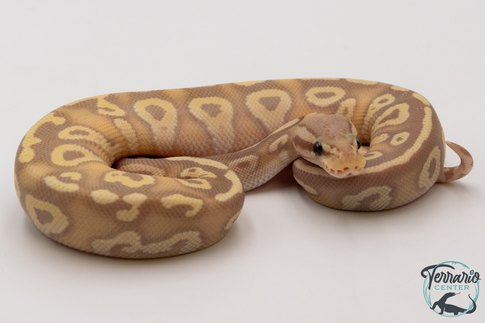 Python royal - Python regius Banana Pastave