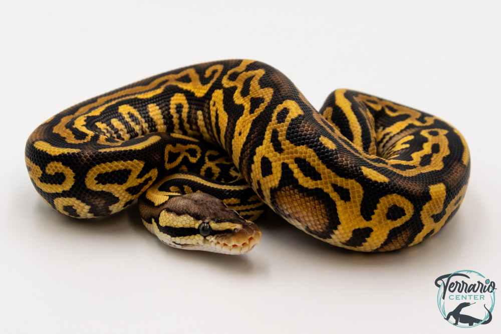 Python royal - Python regius Pastel Leopard Yellow Belly