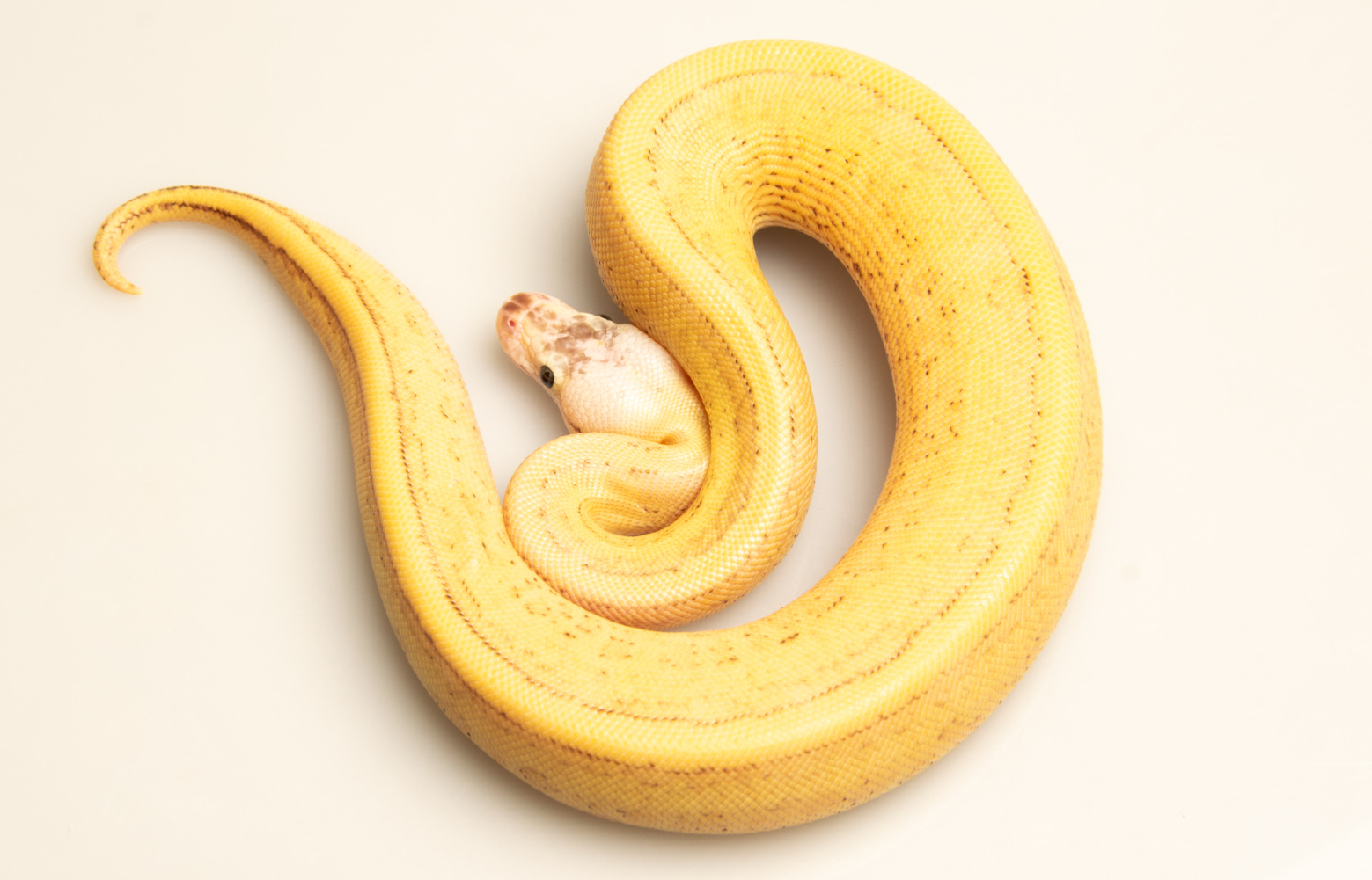 Python regius Super Stripe Lemon Blast