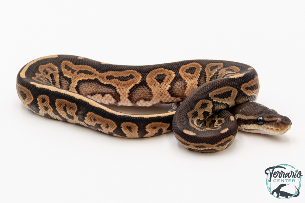 Python regius Black Pastel