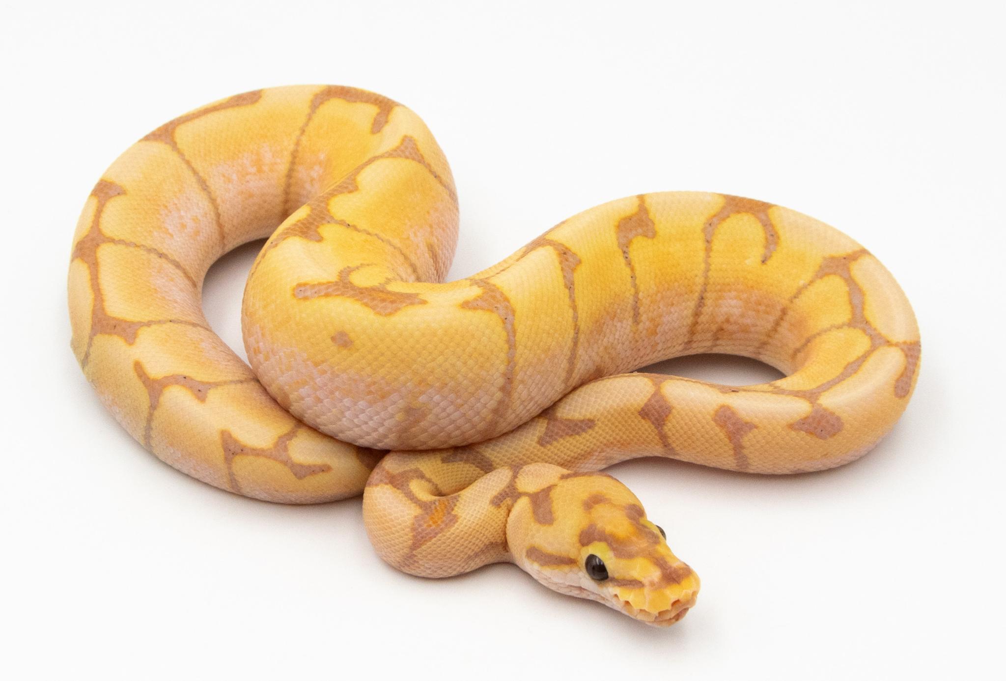 Python regius Banana Spider