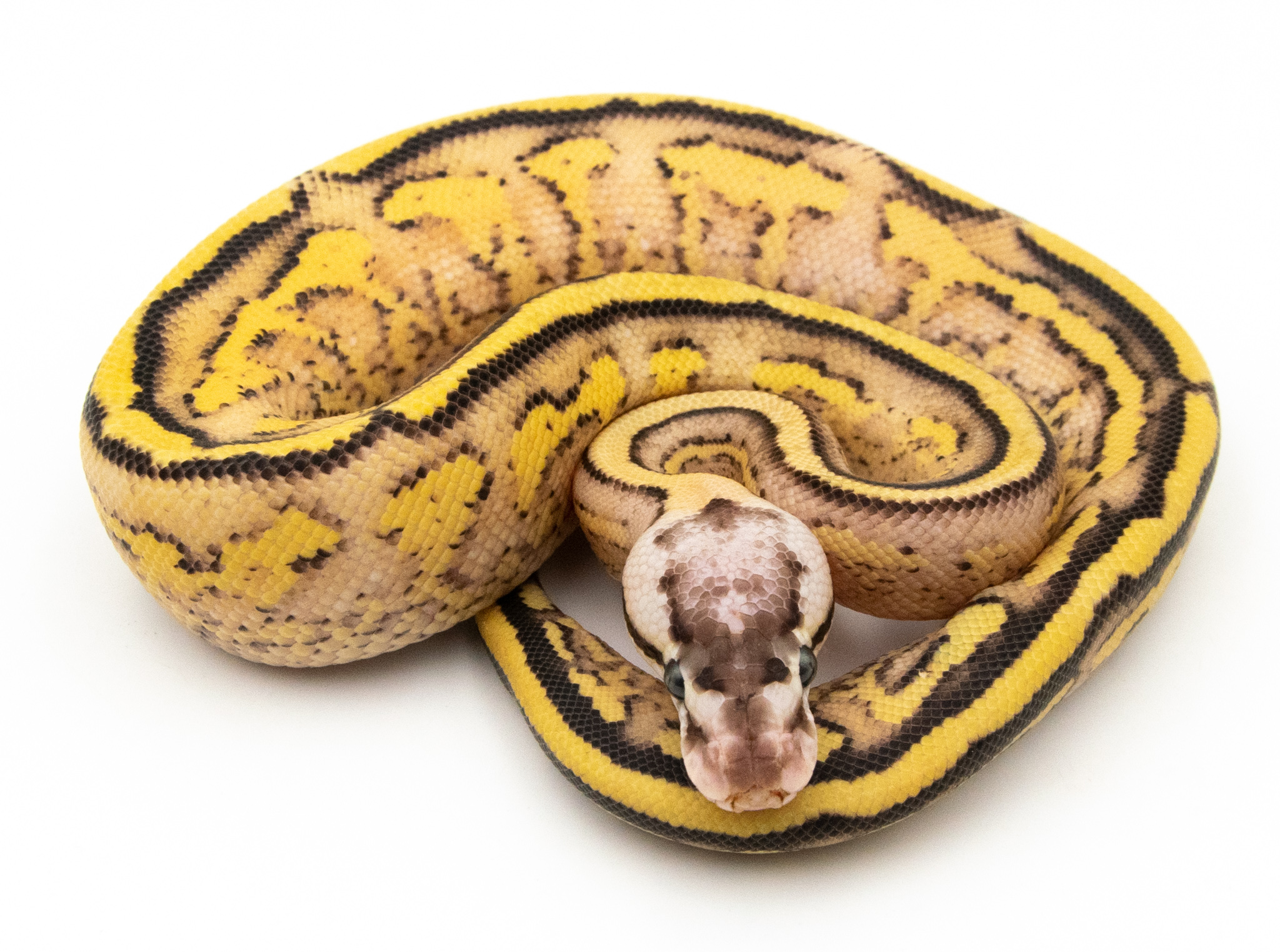 Python Regius Super Stripe Pastel