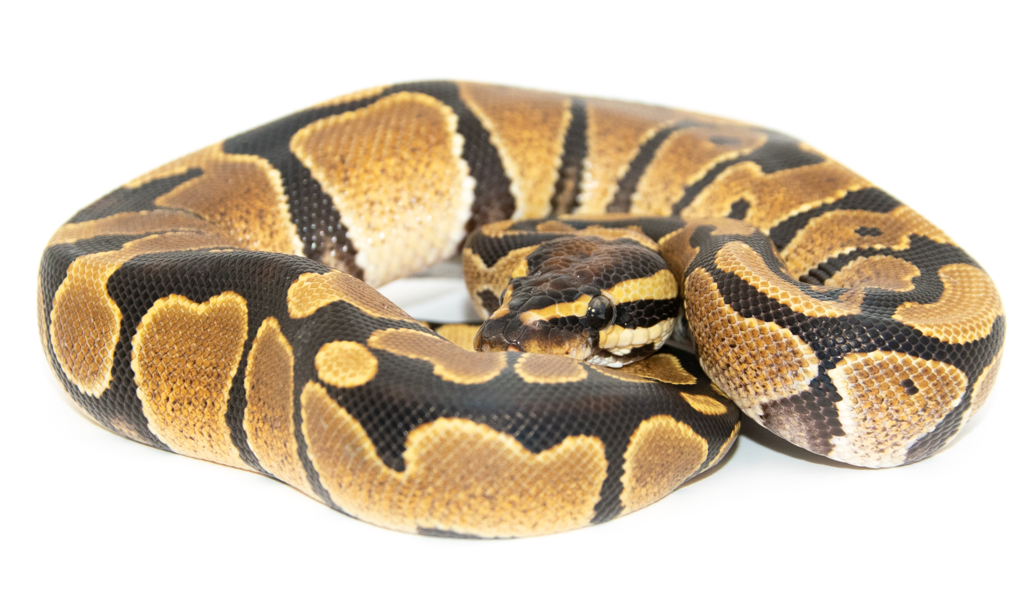 Python regius Yellow Belly