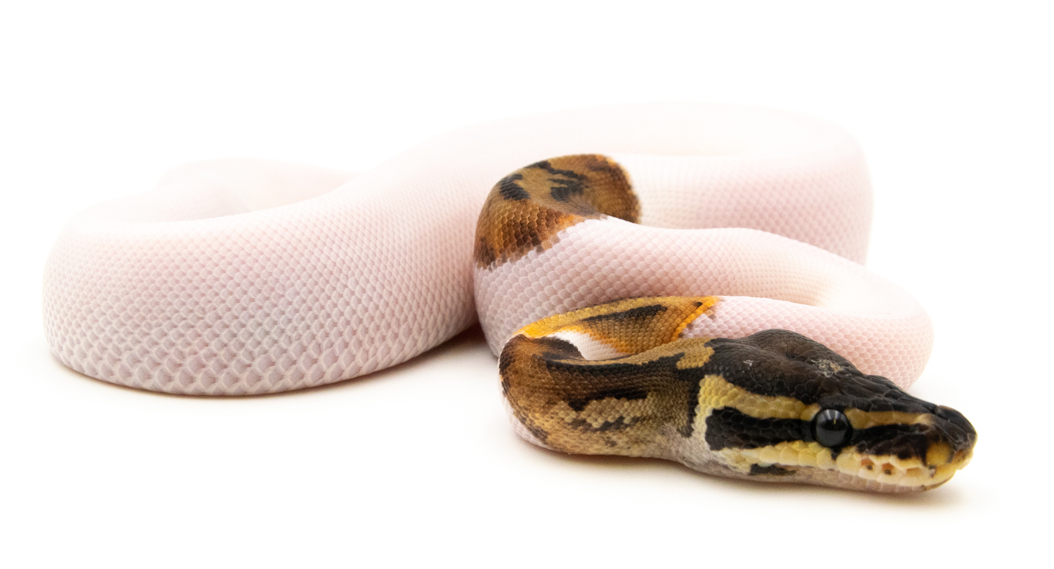 Python regius Piebald