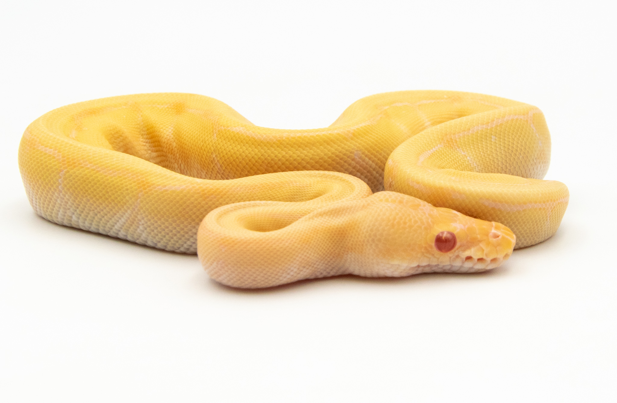 Python regius Albinos Pinstripe mâle