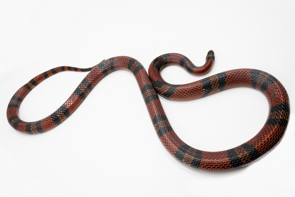 Lampropeltis triangulum hondurensis - Serpent faux corail Adulte