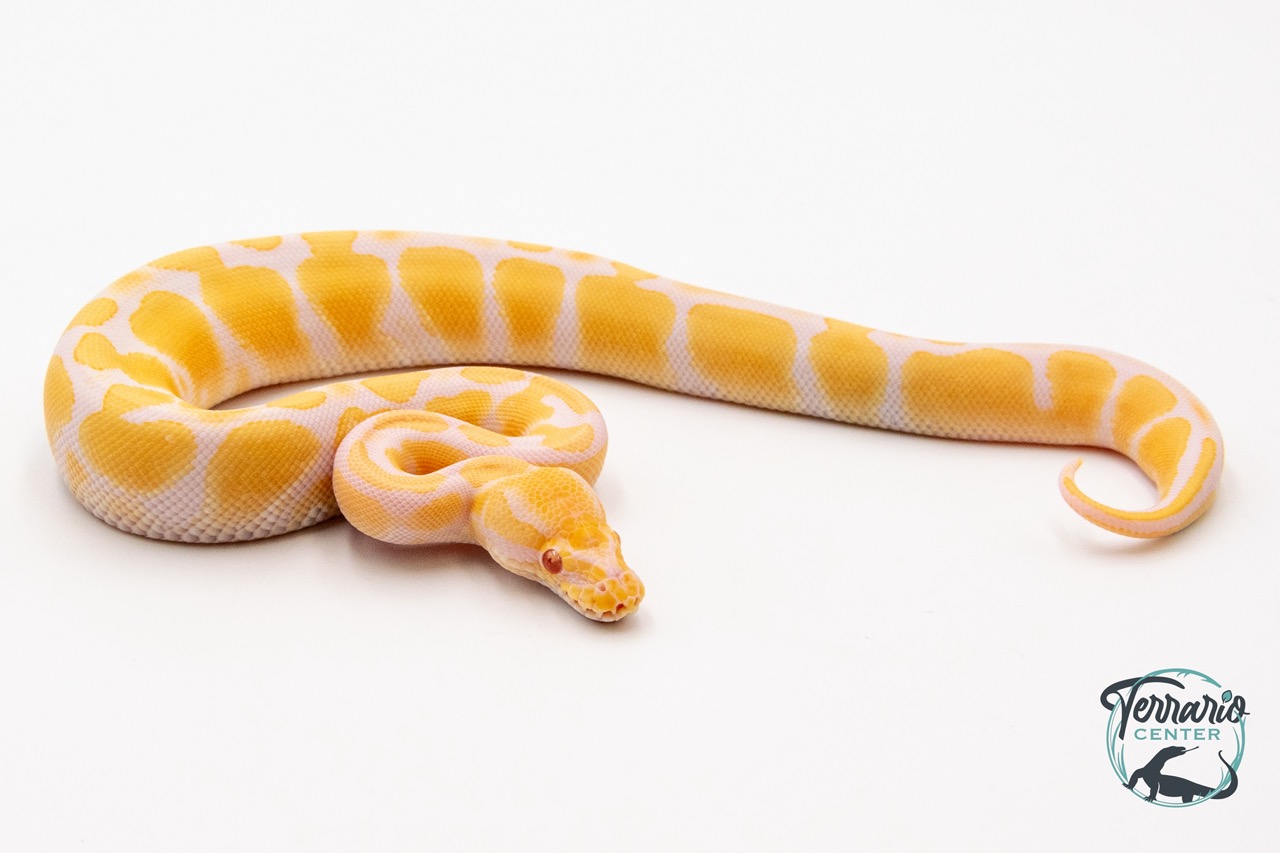 Python regius Albinos