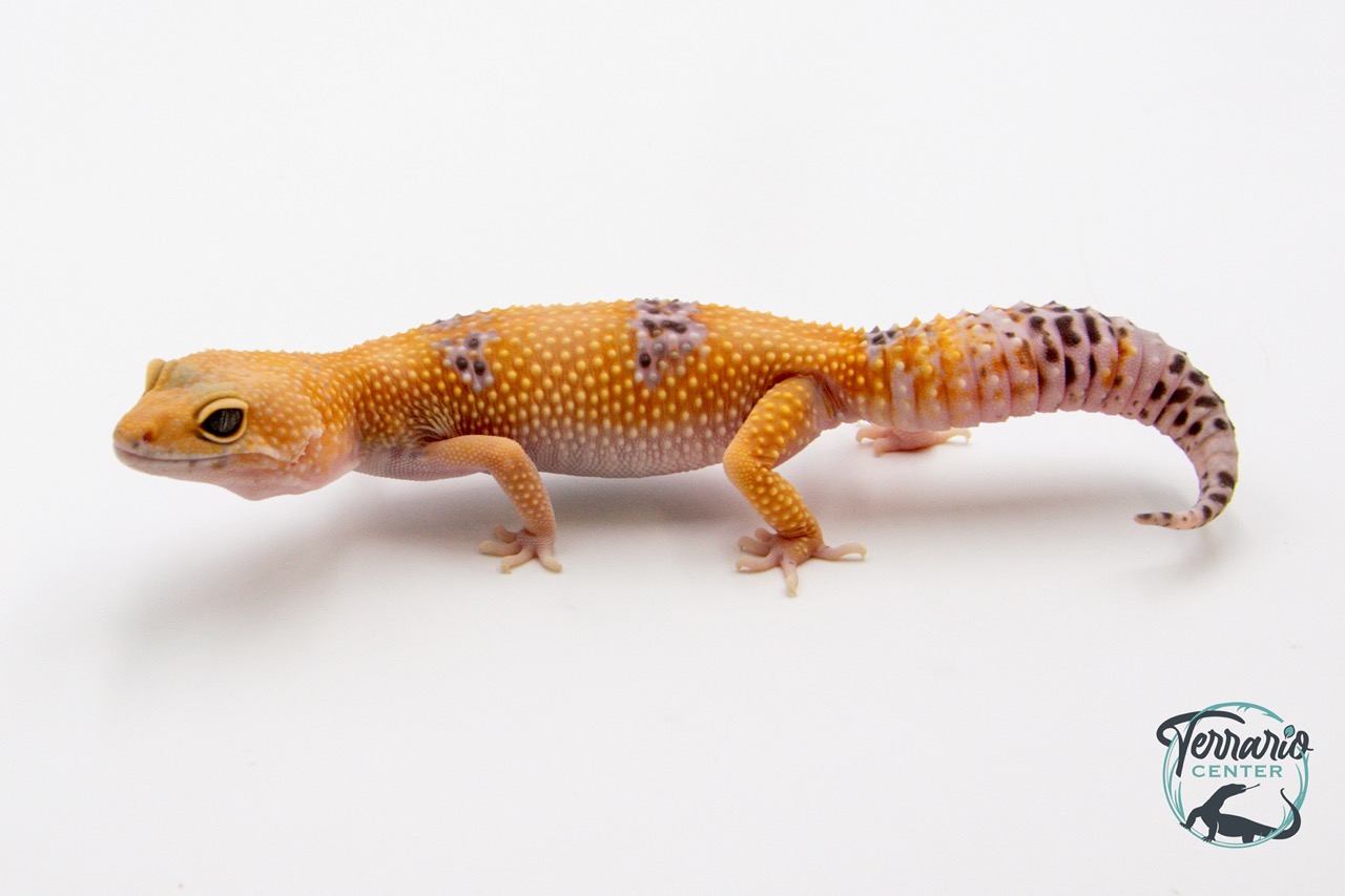 EM60 - Gecko Léopard - Eublepharis Macularius Hypo - Femelle Adulte