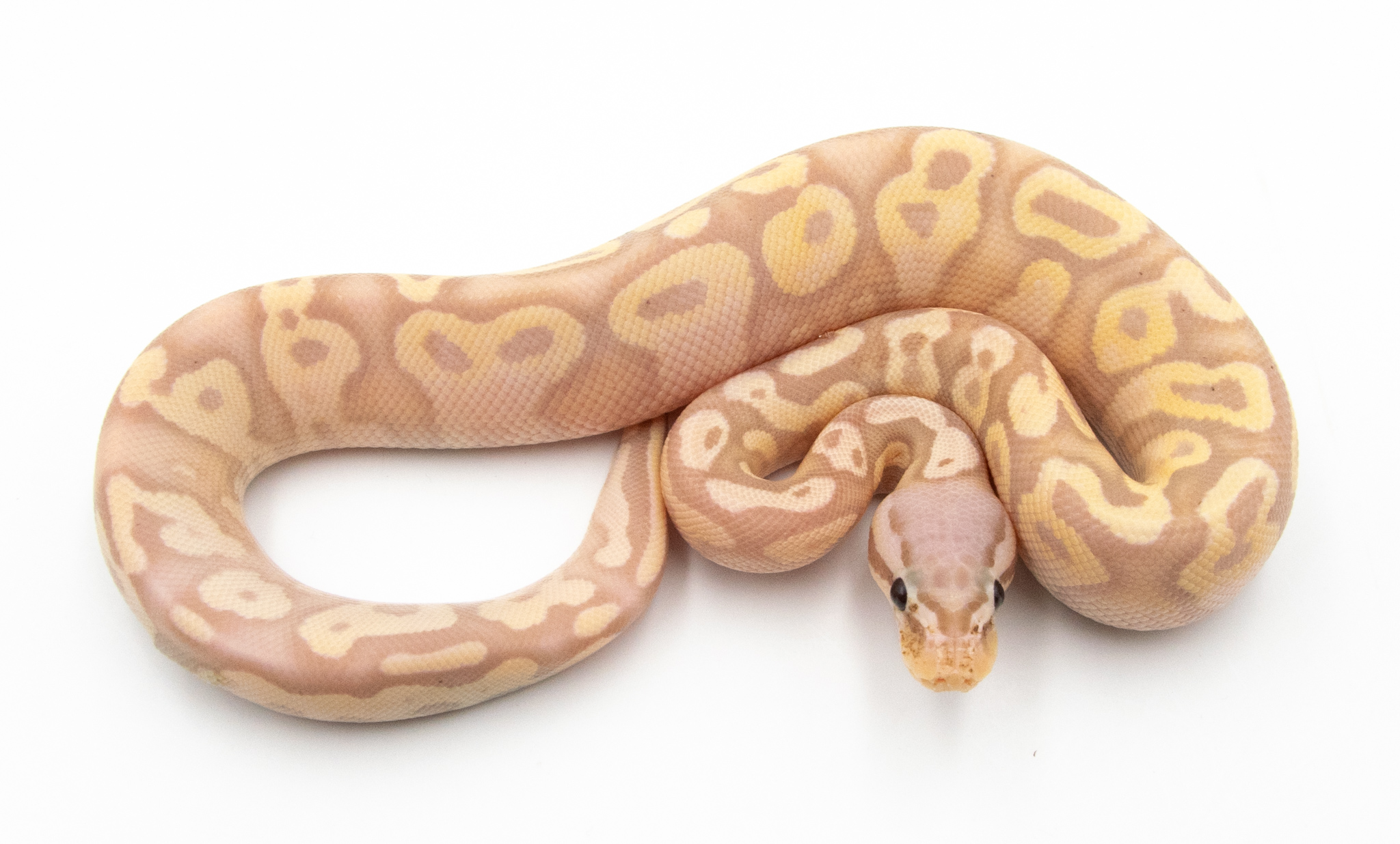 Python regius - Python royal Boutique Terrario Center