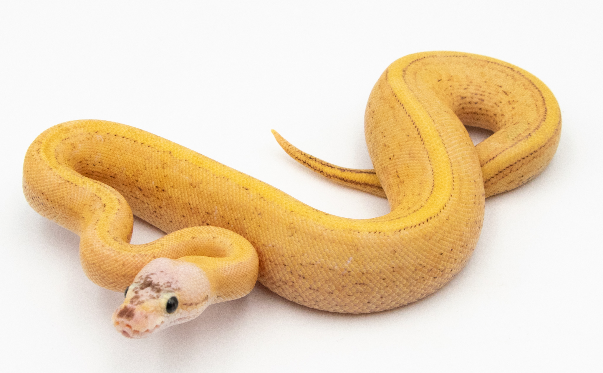 Python regius Super Stripe Lemon Blast