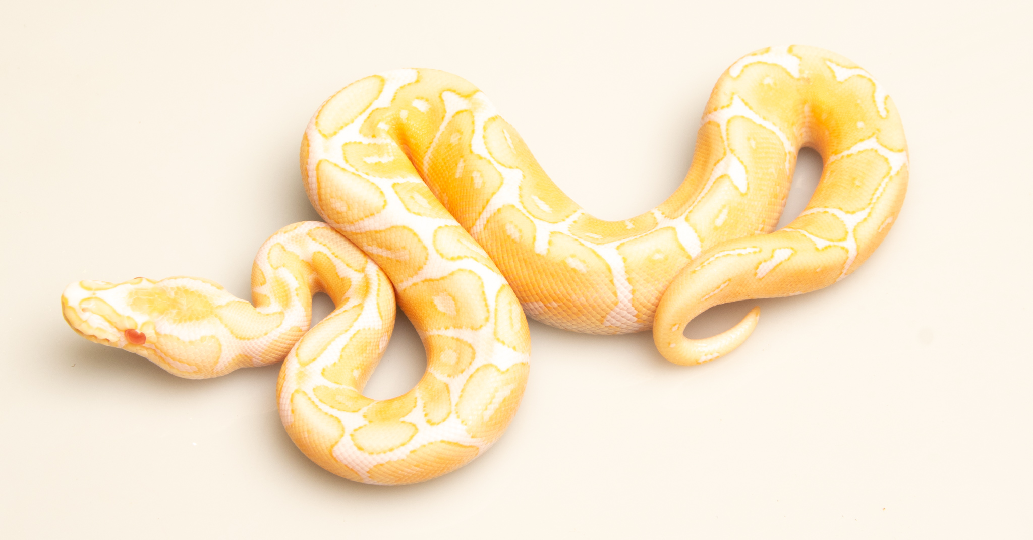 Python regius Albinos Black Pastel Spider