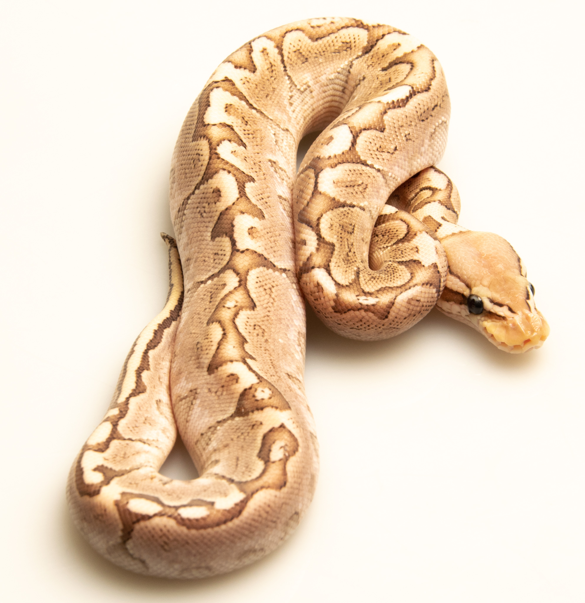 Python Regius Bamboo Pastel