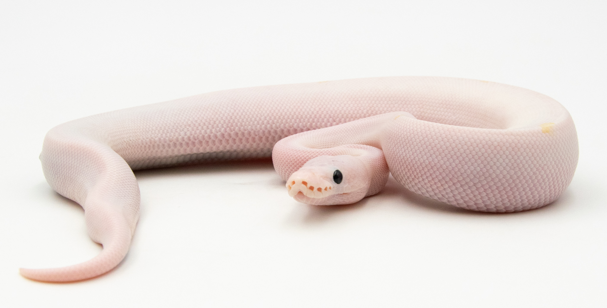 Python regius Super Fire