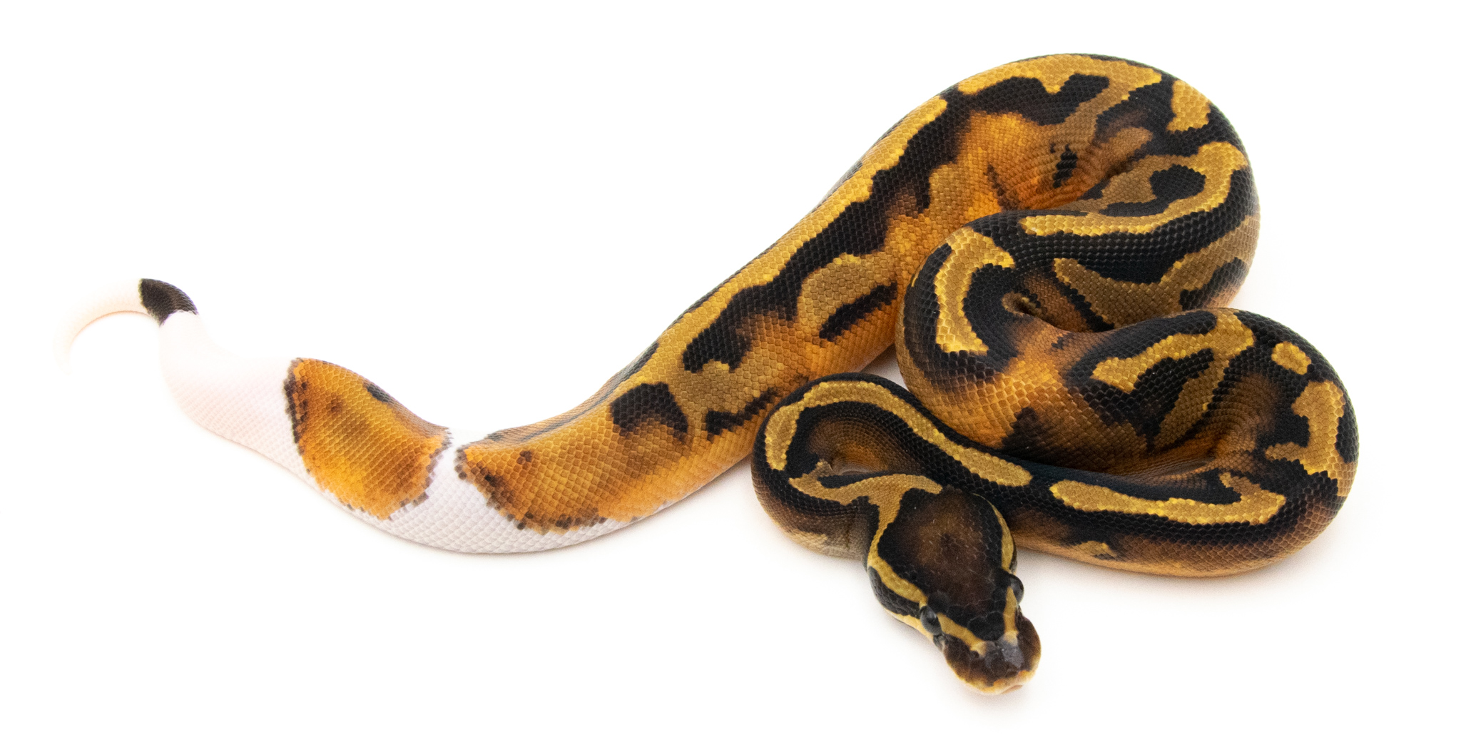 Python regius Piebald