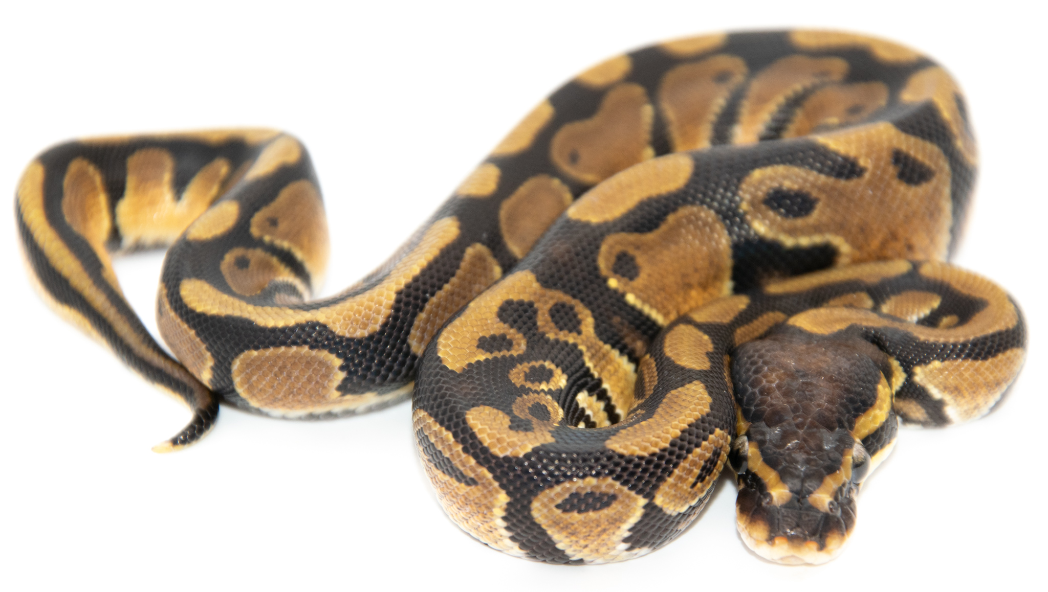 Python regius Classique