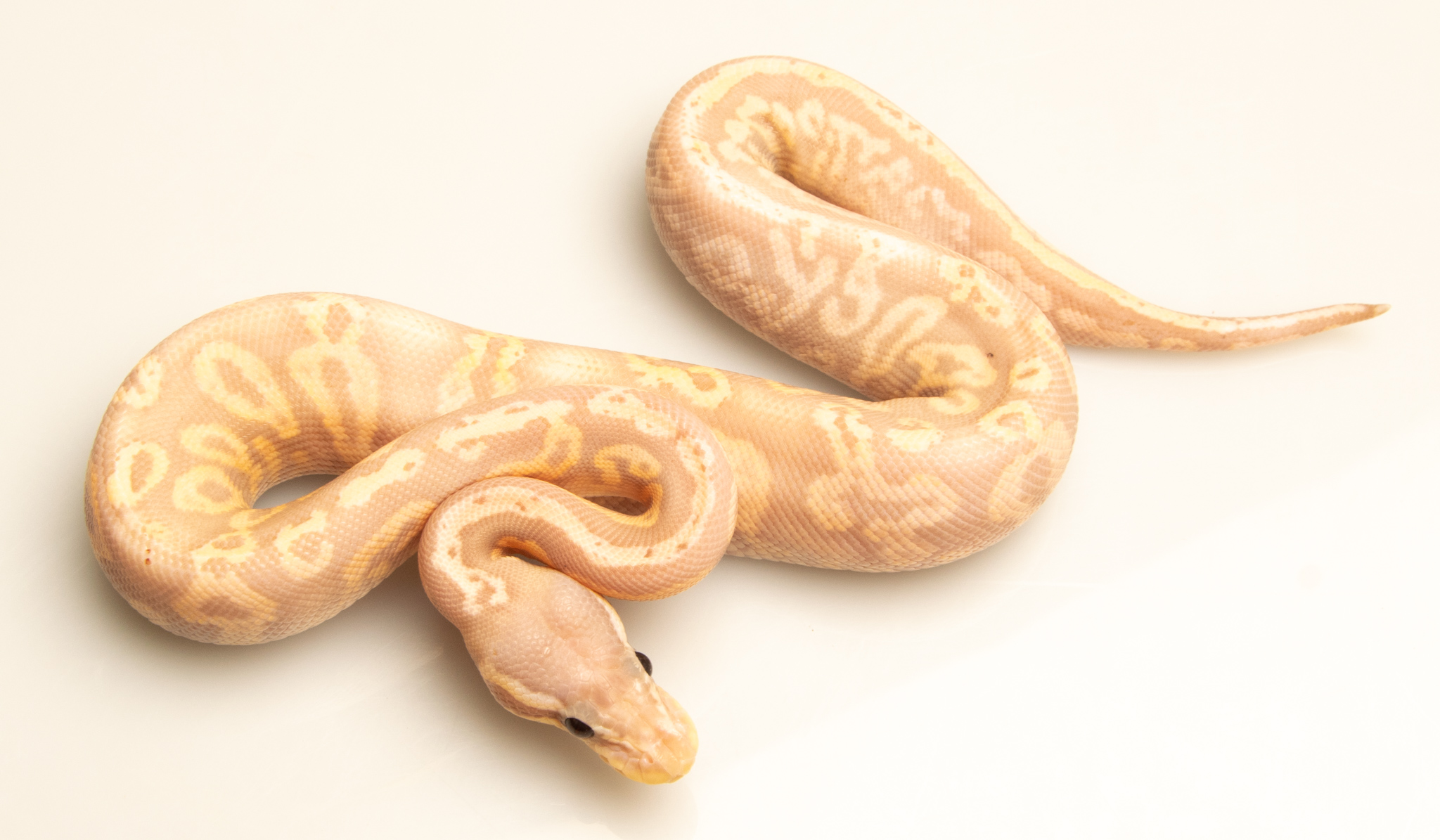 Python regius Banana