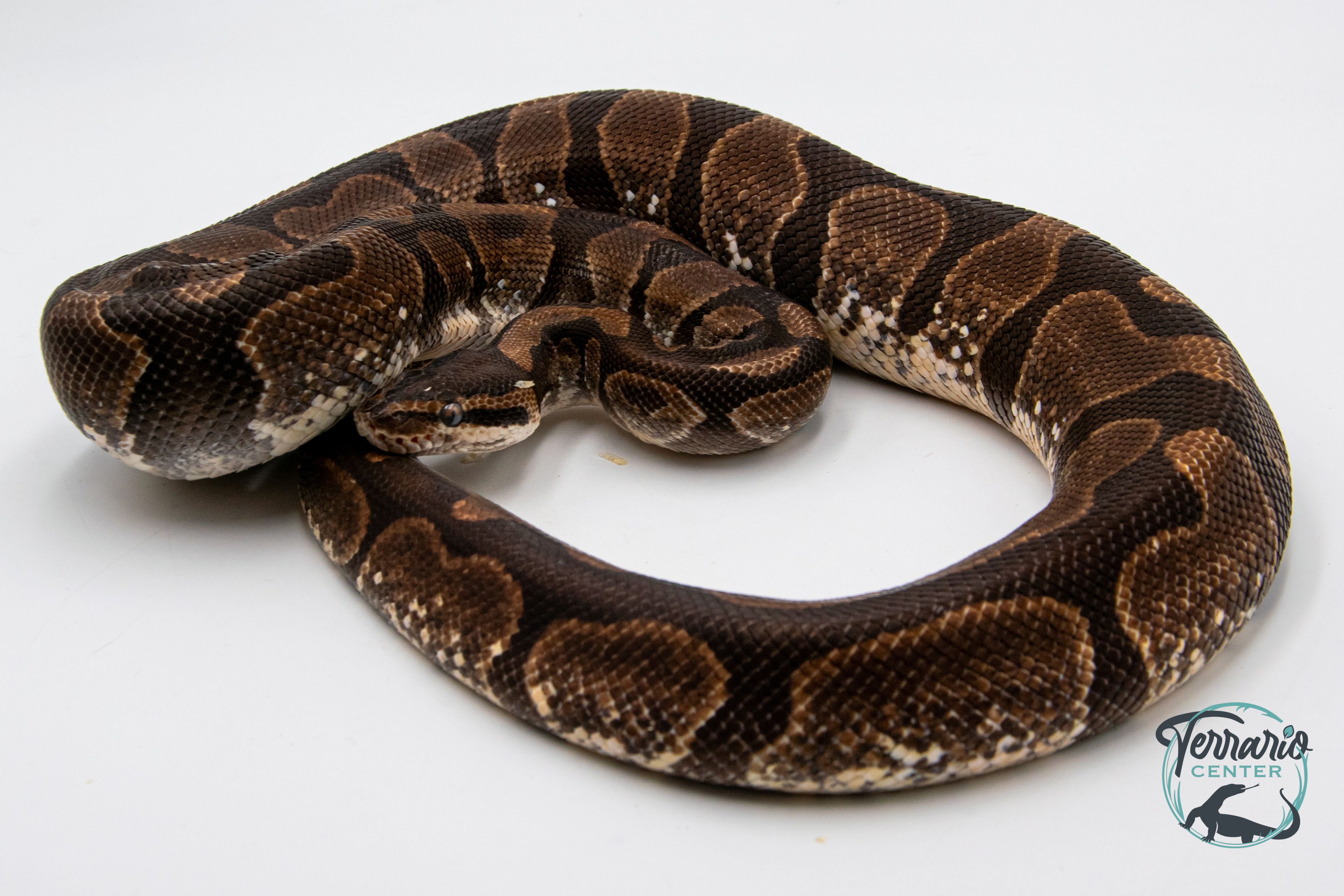 Python royal - Python regius Enchi - Adulte