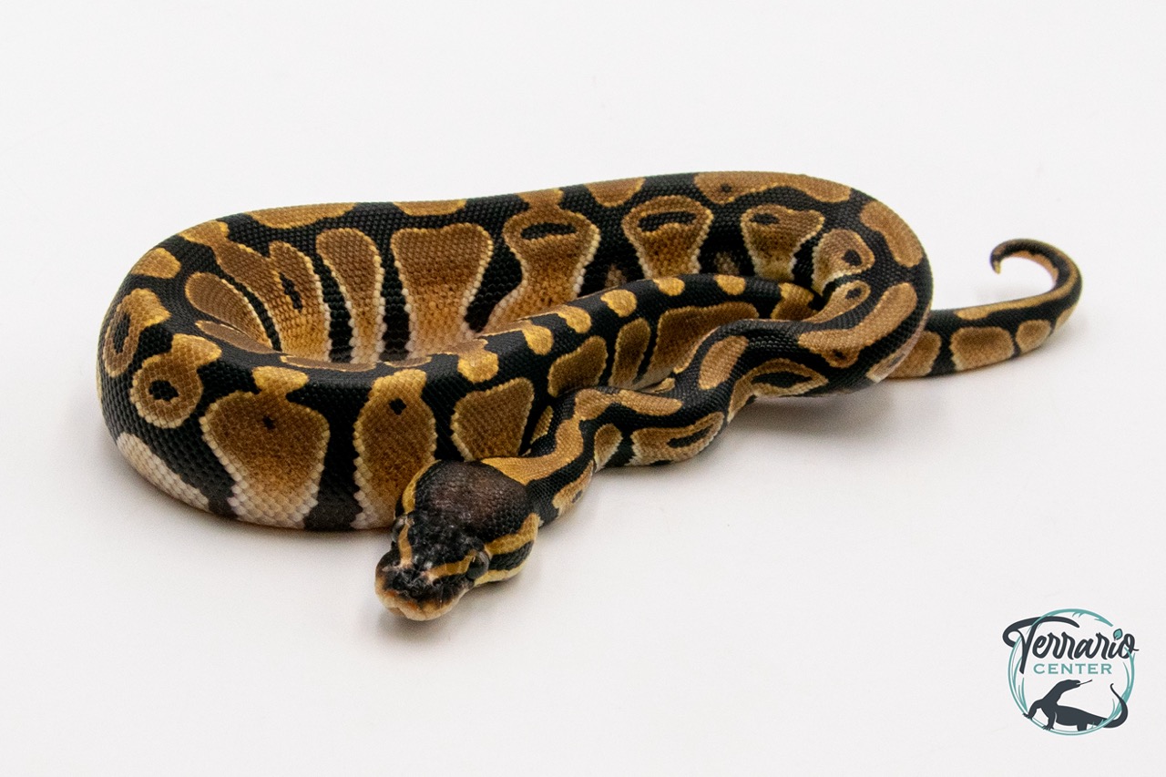 Python regius Classique